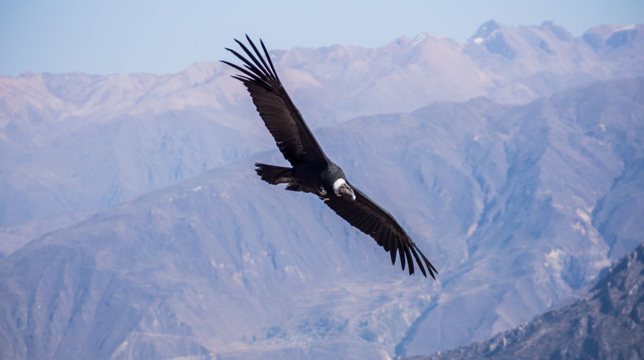 Condorul andin, singura pasăre care poate zbura 160 de km fără să dea ...
