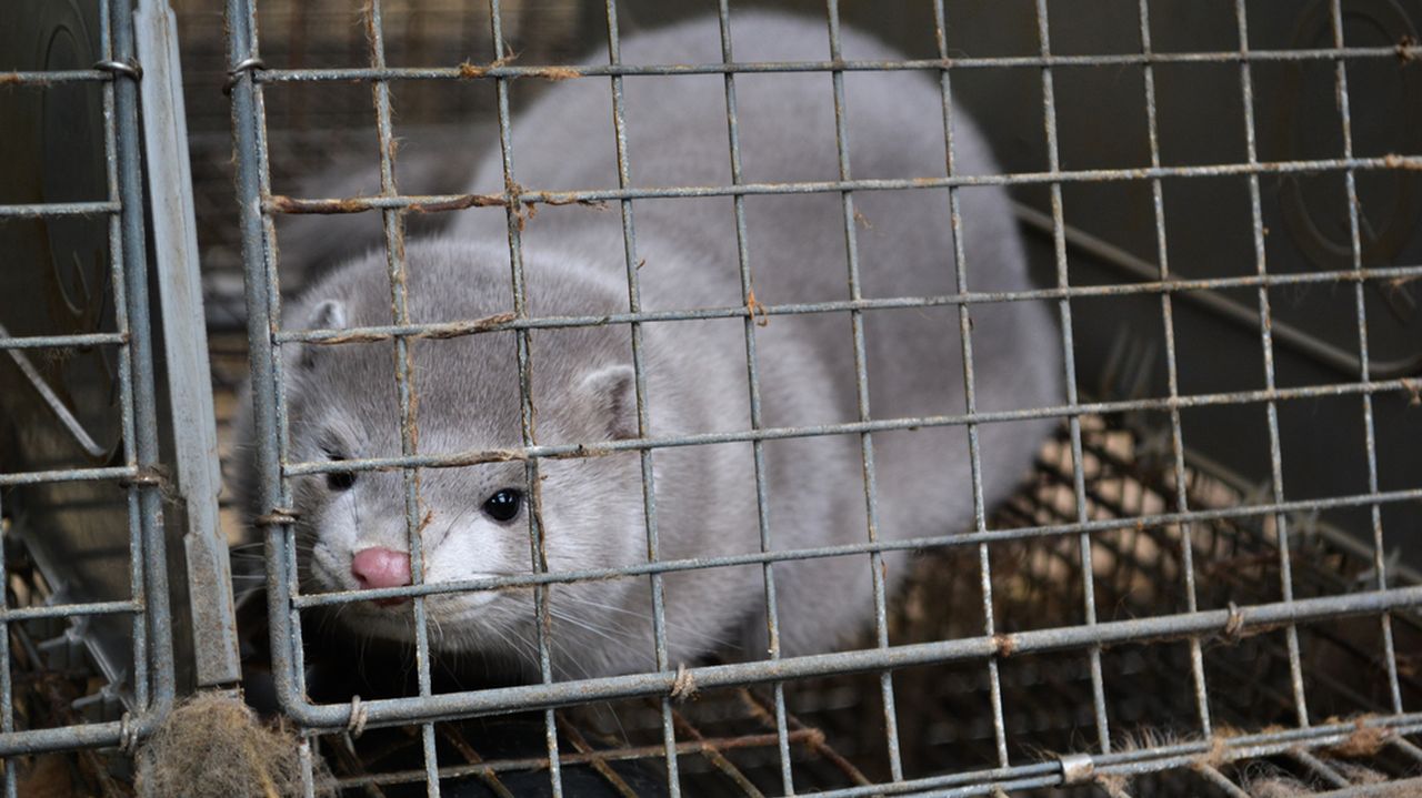 Motivul pentru care aproape 100.000 de nurci vor fi sacrificate în Spania