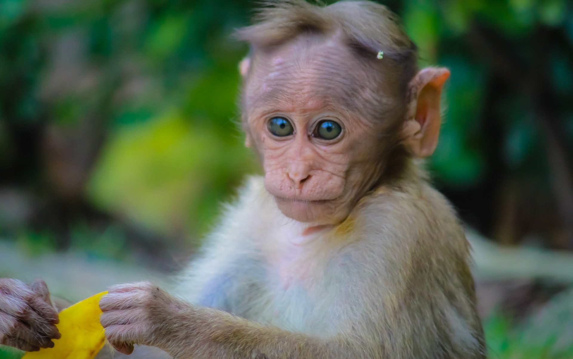 Aventuri cu maimuțe. Un bărbat care și-a pierdut telefonul, l-a găsit ...