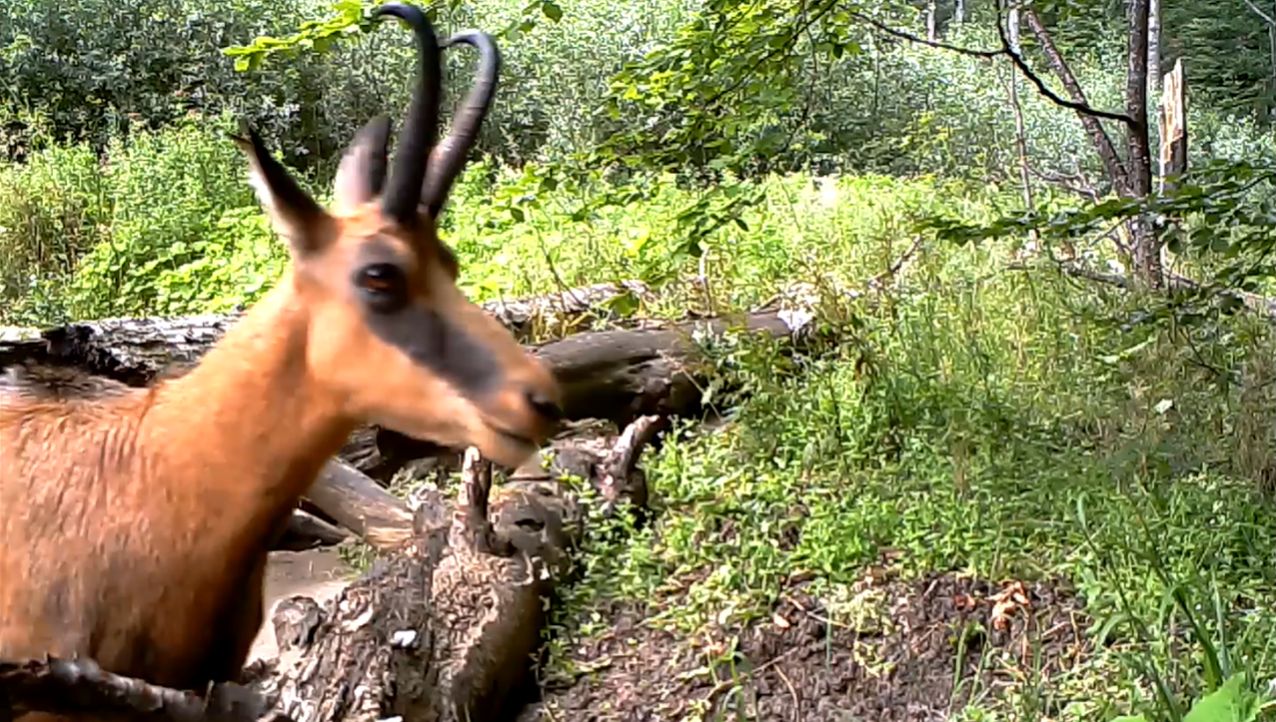 O capră neagră, surprinsă în prim-plan într-o pădure din Parcul ...