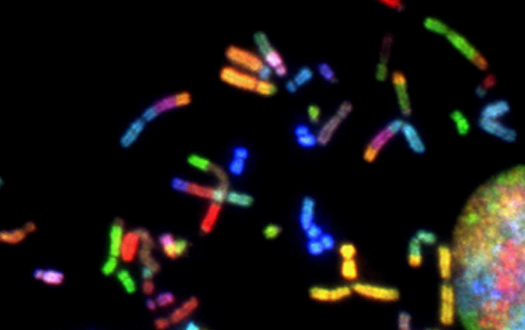 Poate cromozomul Y să dispară? Care ar putea fi efectele