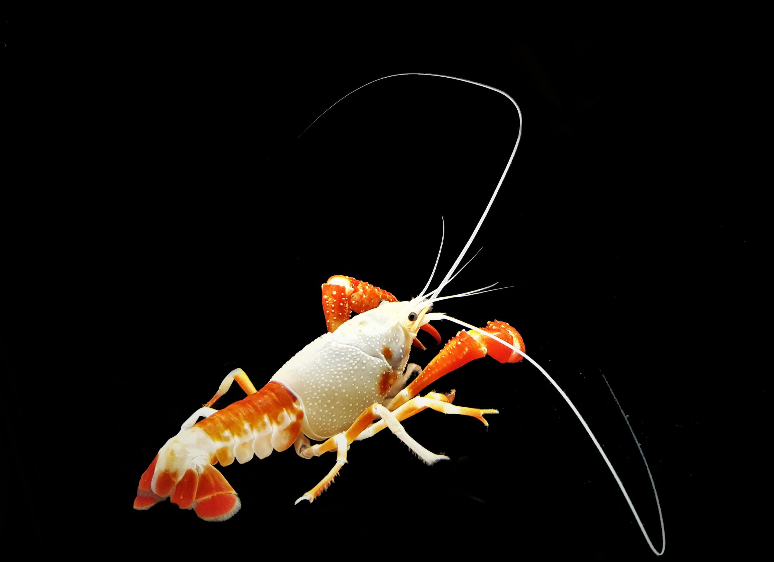 Crustaceele mărunțesc și mai mult microparticulele de plastic din oceane