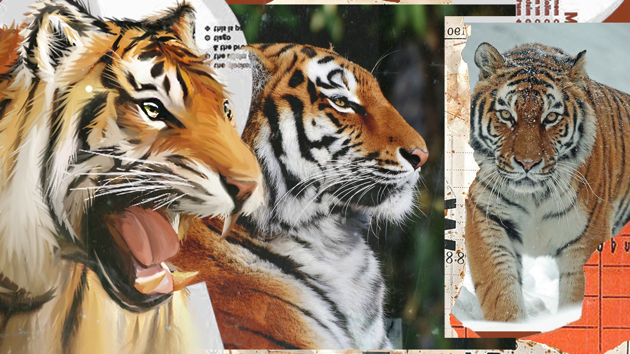 Top 9 subspecii de tigru de pe Terra. Trei dintre ele au dispărut deja