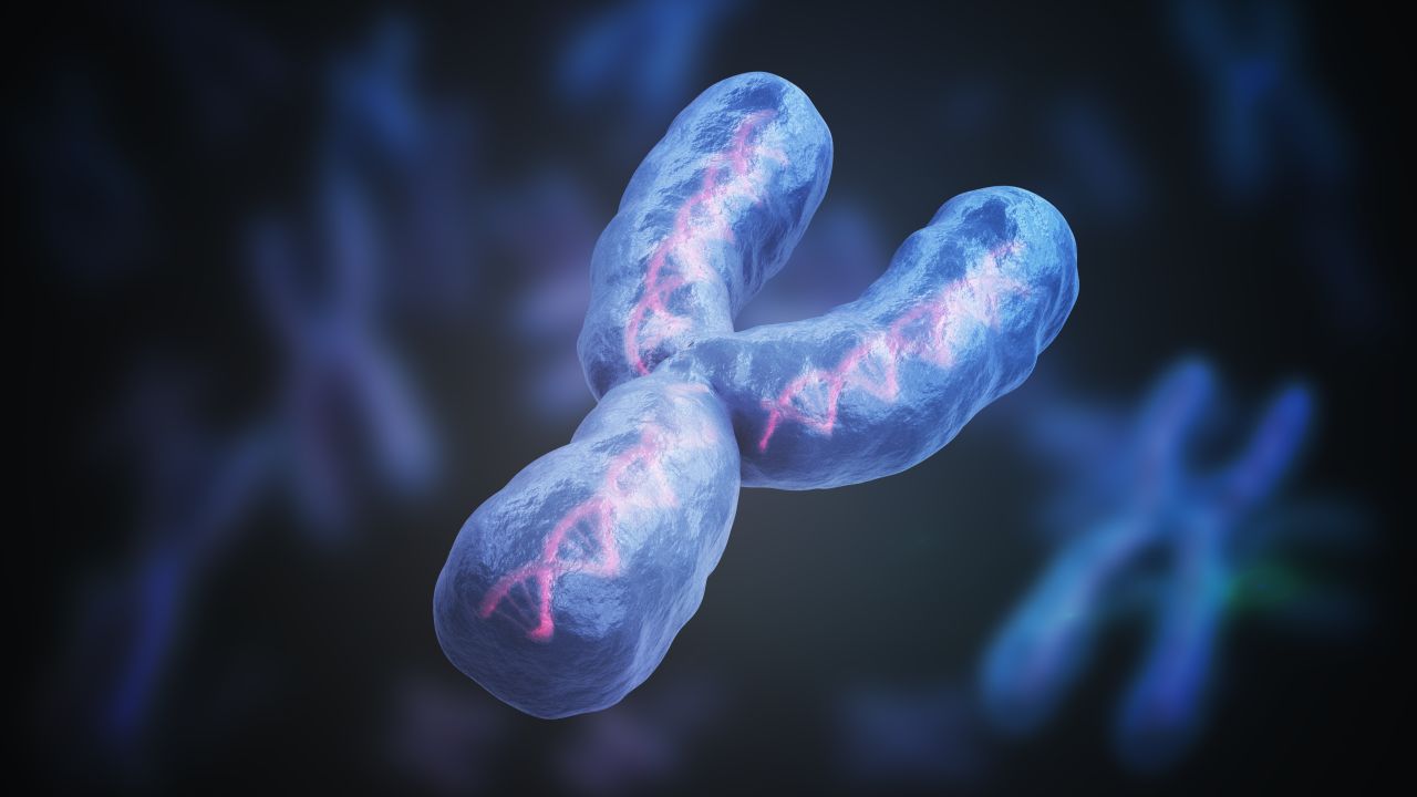 Cromozomul Y controlează mai mult decât sexul masculin