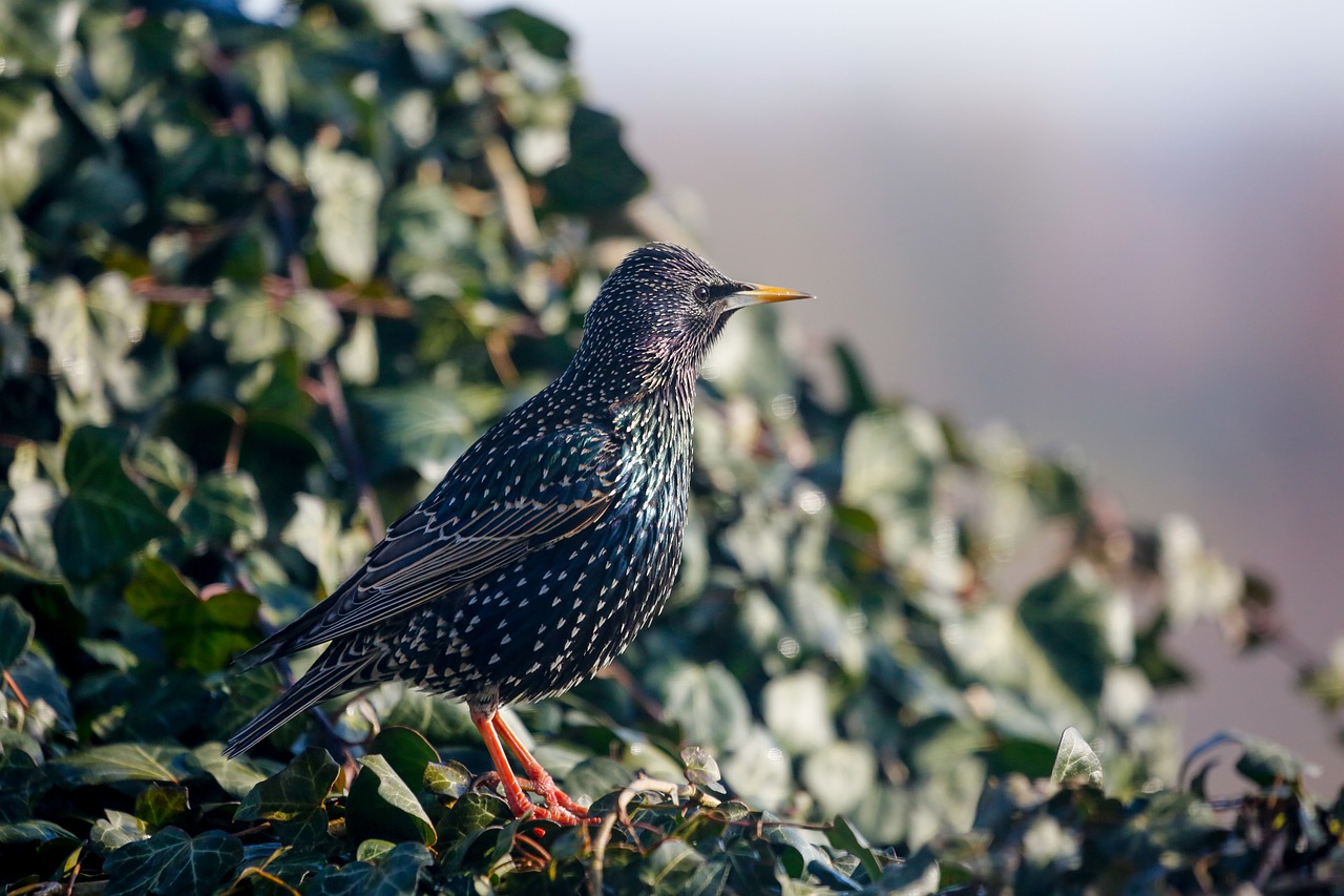 Sute de mii de păsări migratoare au fost găsite moarte în New Mexico, SUA