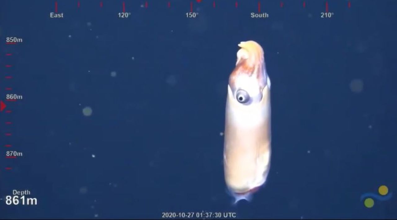 Imagini în premieră cu o specie extrem de rară de calamar care are ...