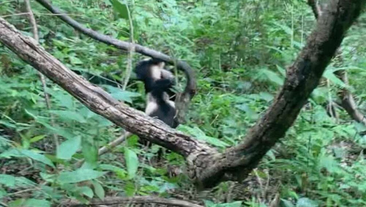 Momentul în care maimuțele capucin fac echipă pentru a salva un camarad ...
