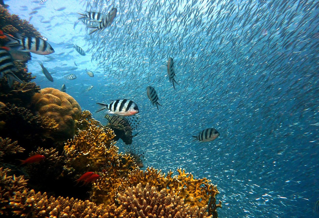 Încălzirea afectează chiar și zonele cele mai adânci ale oceanelor