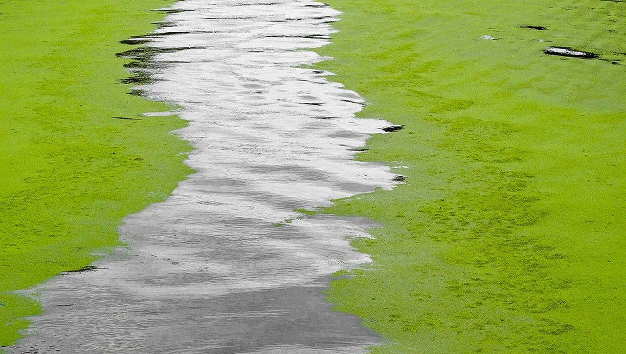 Algele pot fi folosite pentru a produce un combustibil care nu poluează ...