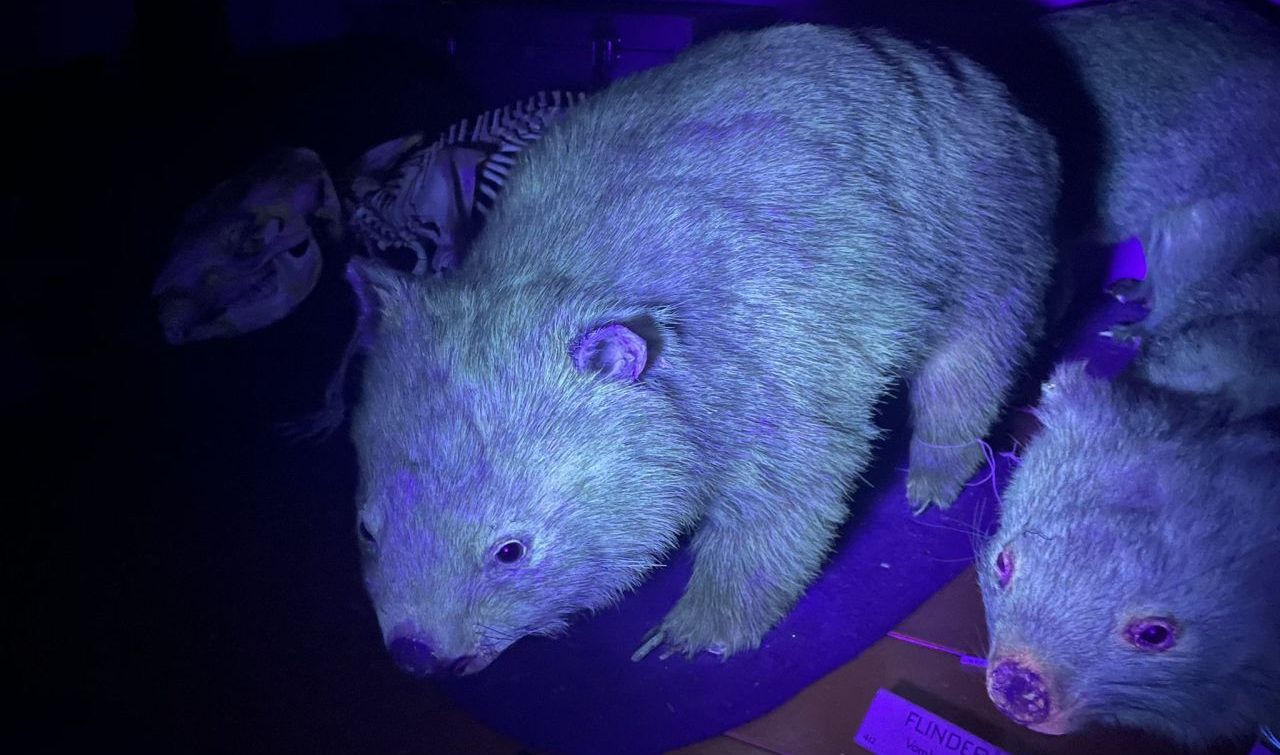 Cercetătorii au descoperit că mai multe mamifere decât ne-am fi ...