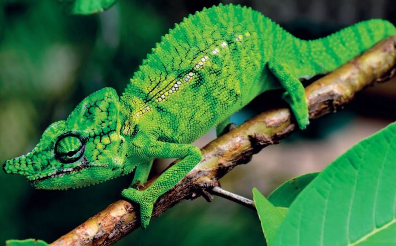 Un cameleon a fost redescoperit după mai bine de un secol de când a ...