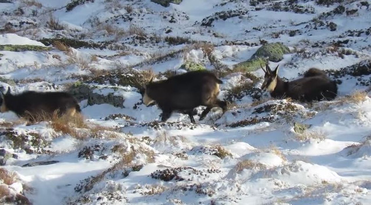 Imagini inedite din Munții Rodnei: Prima experiență a unui ied de capră ...