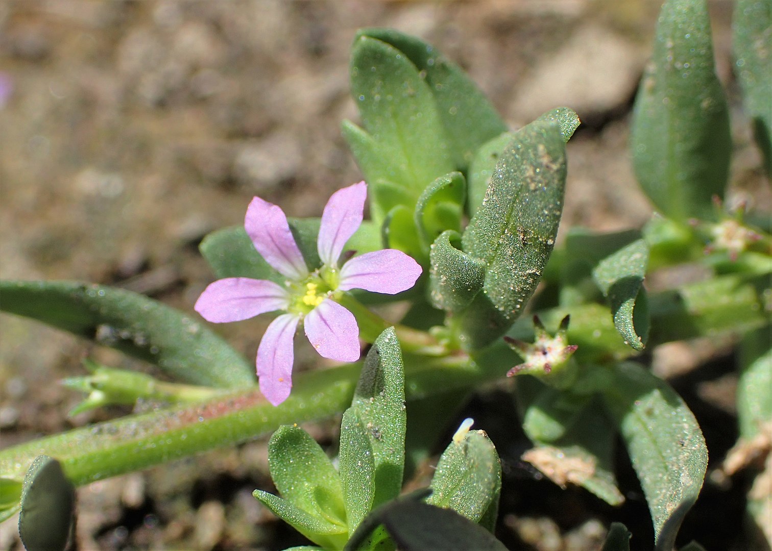 O specie rară de plantă, redescoperită după mai mult de un secol de la ...