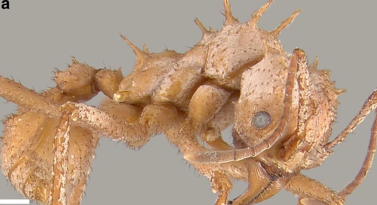 O specie de furnici este echipată cu o „armură biominerală” nemaivăzută ...