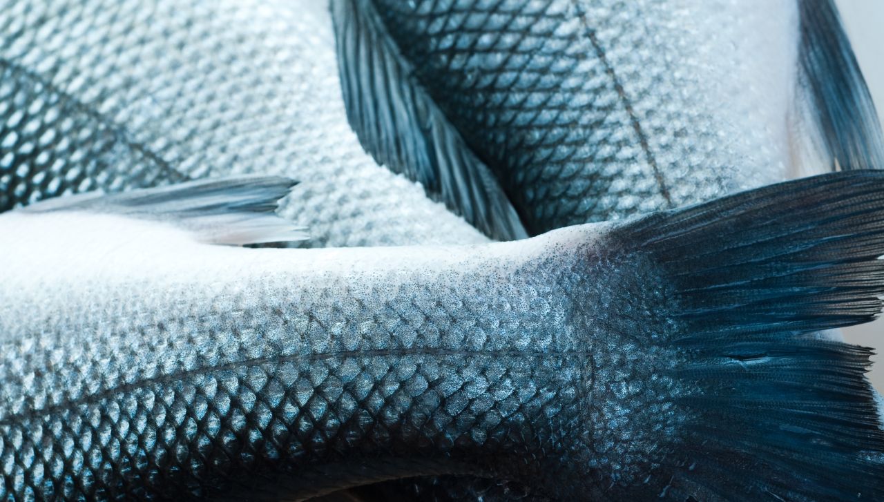 Solzii de pește, ingredientul cu ajutorul căruia cercetătorii gălățeni ...