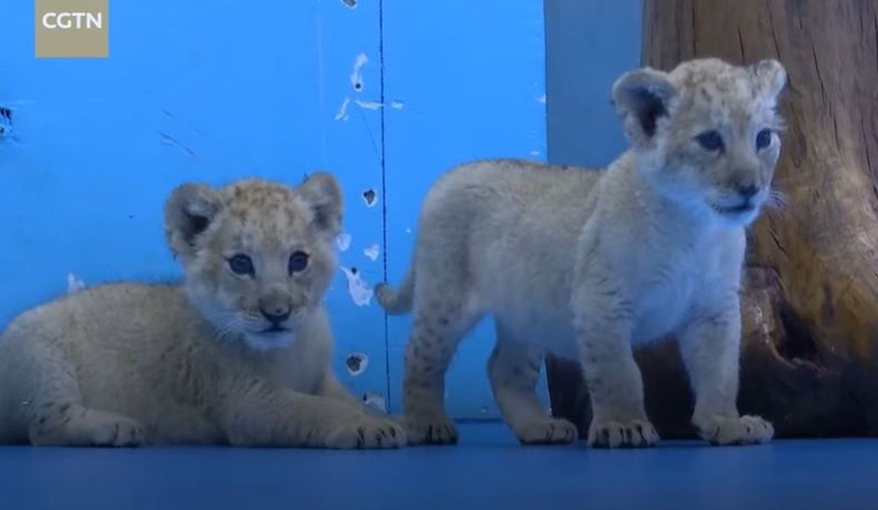 Patru pui adorabili, dintr-o specie extrem de rară de tigru, născuți la ...