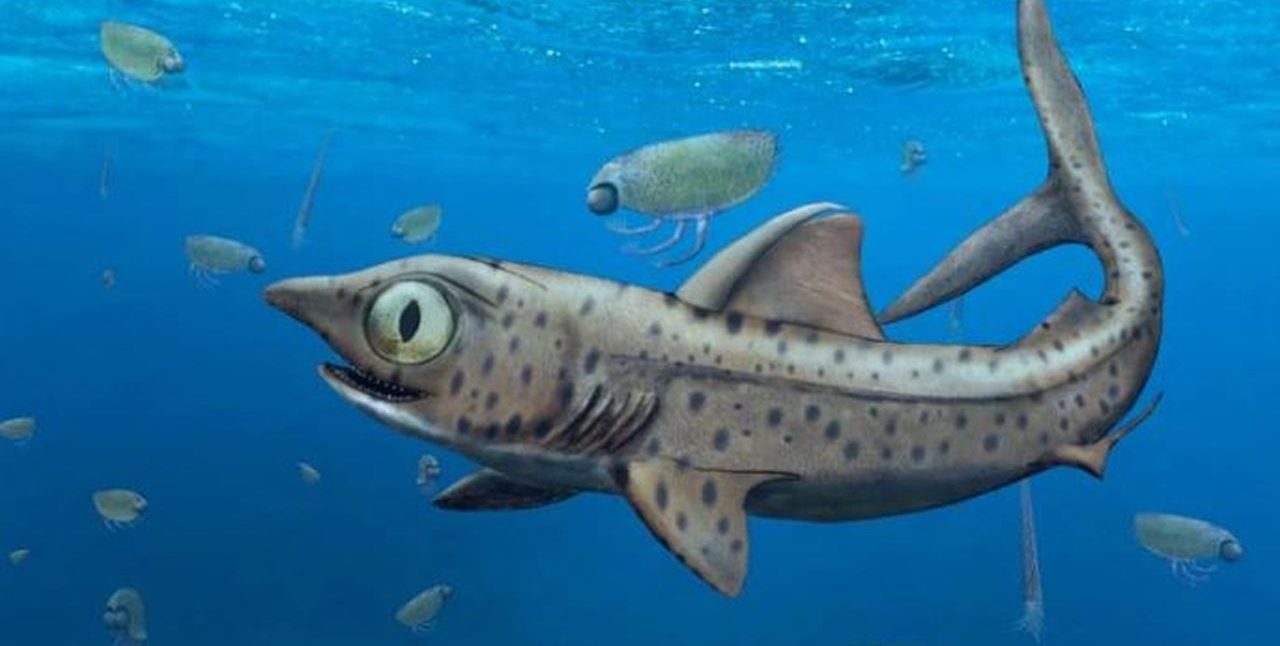 O specie preistorică de rechin descoperită recent avea un maxilar de ...