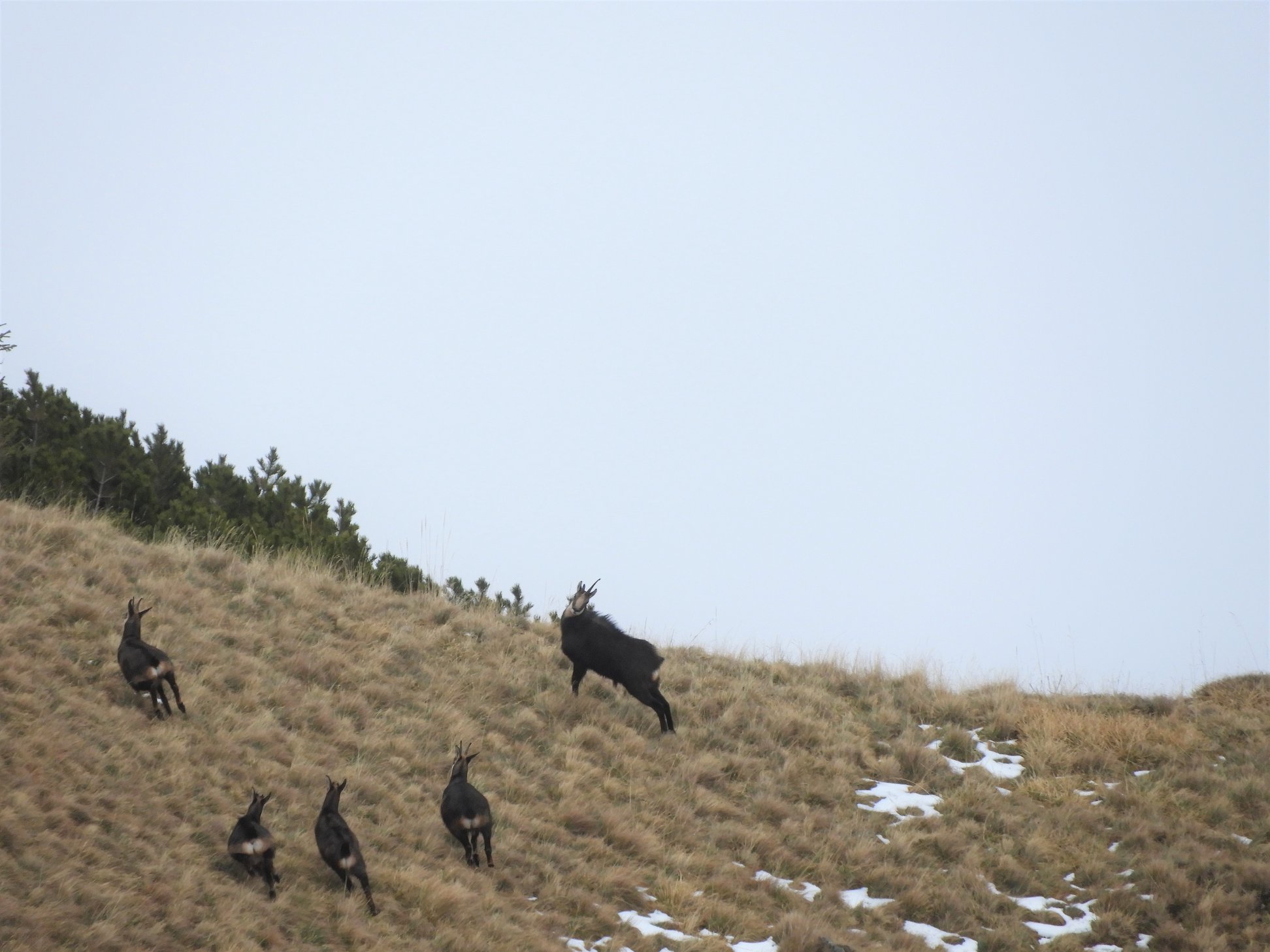 Imagini spectaculoase cu caprele negre din Munții Bucegi