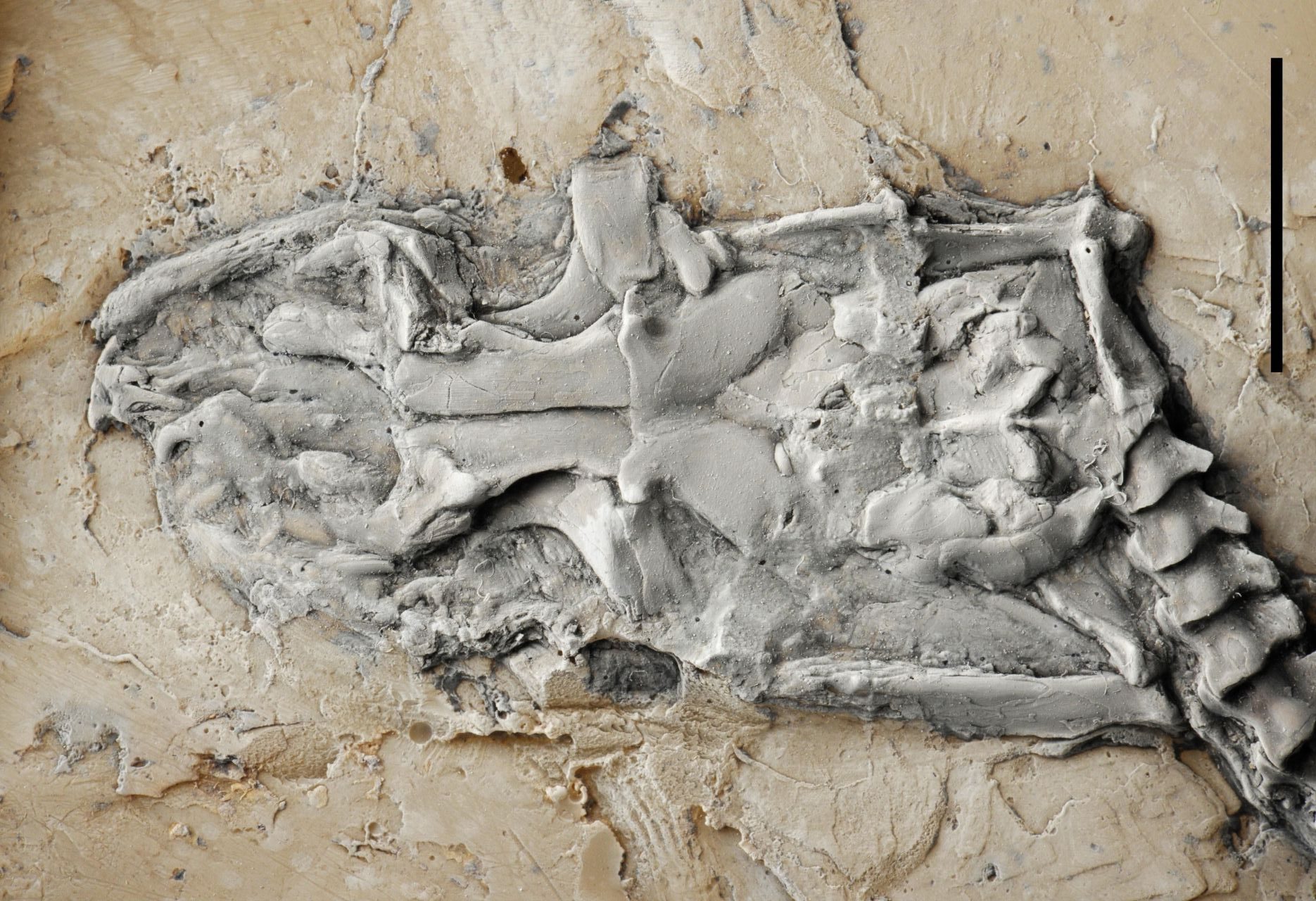 Ce dezvăluie cele mai vechi fosile de piton descoperite vreodată