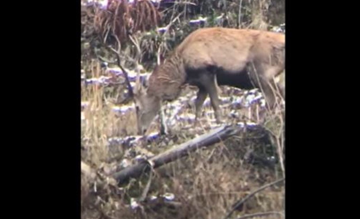 Imagini rare: Un cerb impunător, surprins într-o pădure din Suceava în ...
