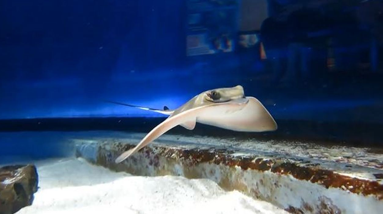 Două pisici de mare au născut pui la un acvariu din Noua Zeelandă, deși ...