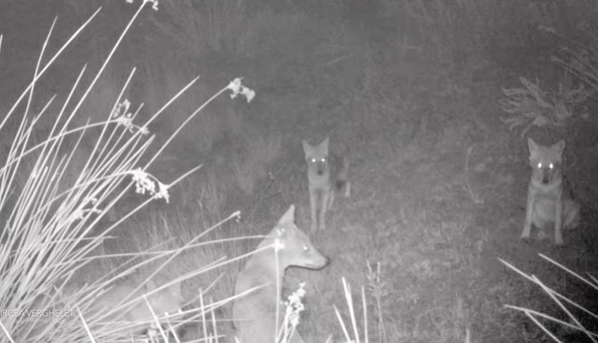 Sunete de-a dreptul înfricoșătoare la Tulcea, cauzate de mai mulți ...