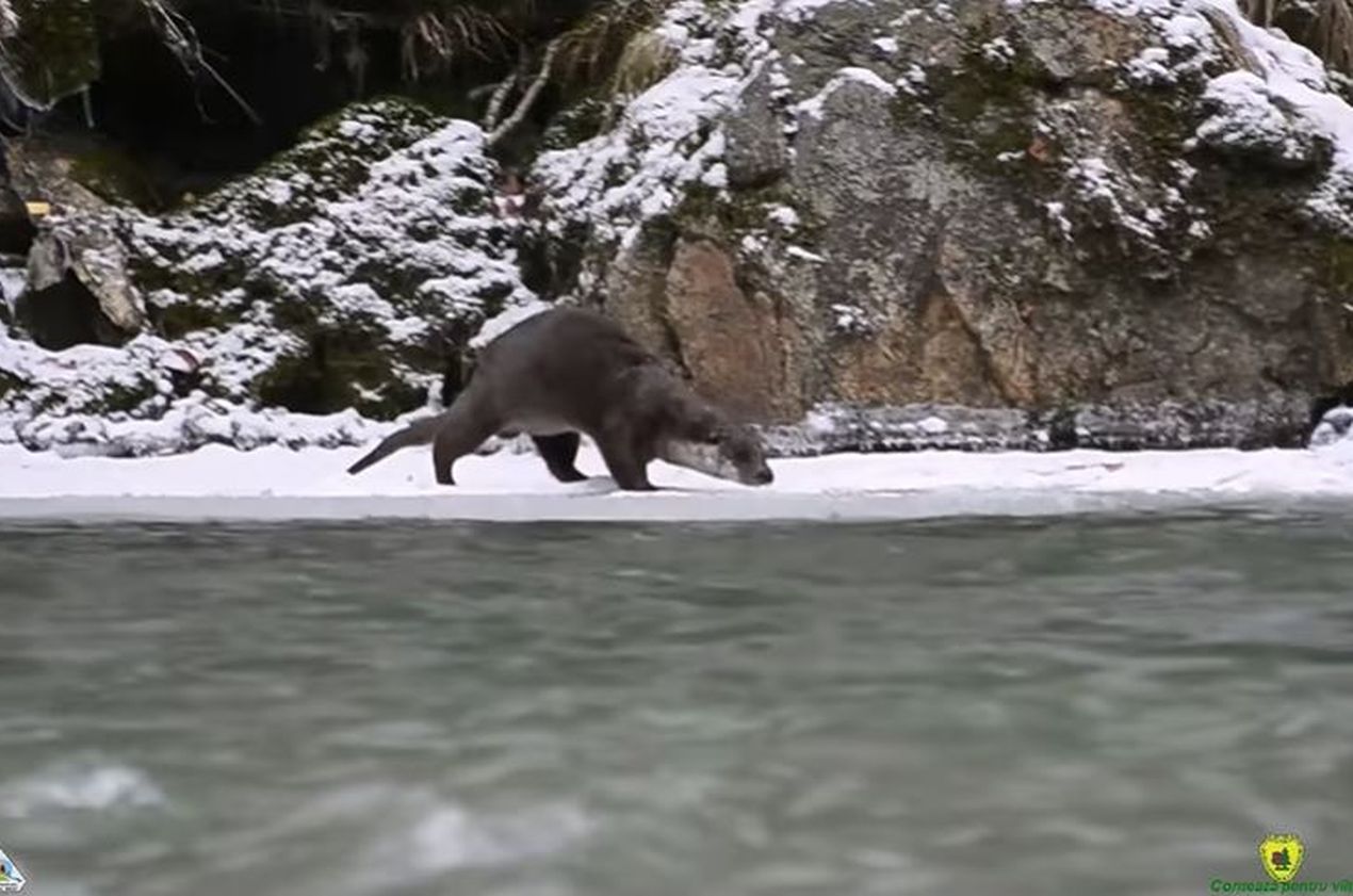 Imagini rare cu o vidră simpatică și jucăușă, surprinse în Defileul Jiului