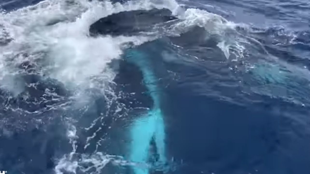 Lupta dintre o balenă cu cocoașă și 15 orci, surprinsă în premieră