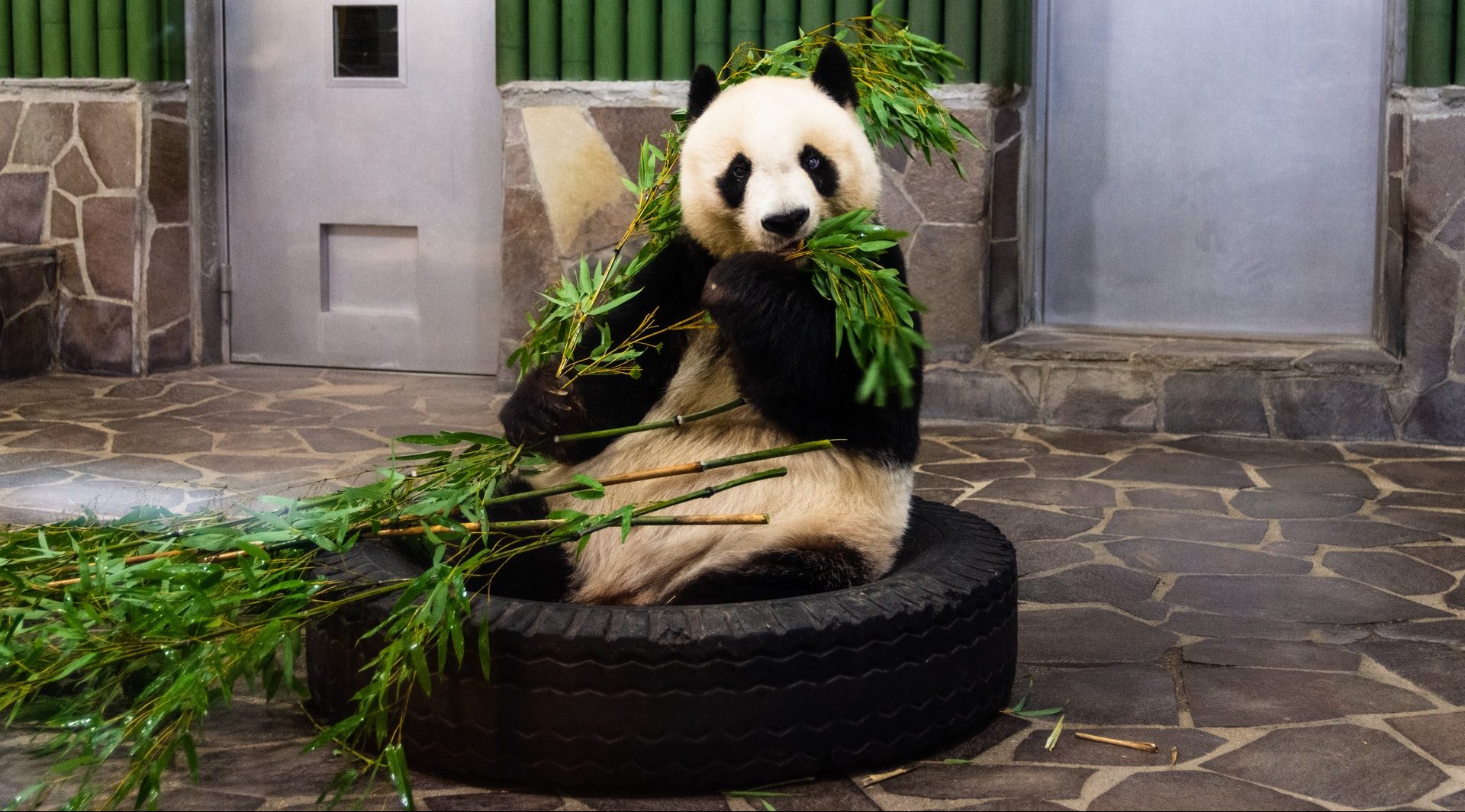 Un studiu ar putea explica de ce este ursul panda alb-negru