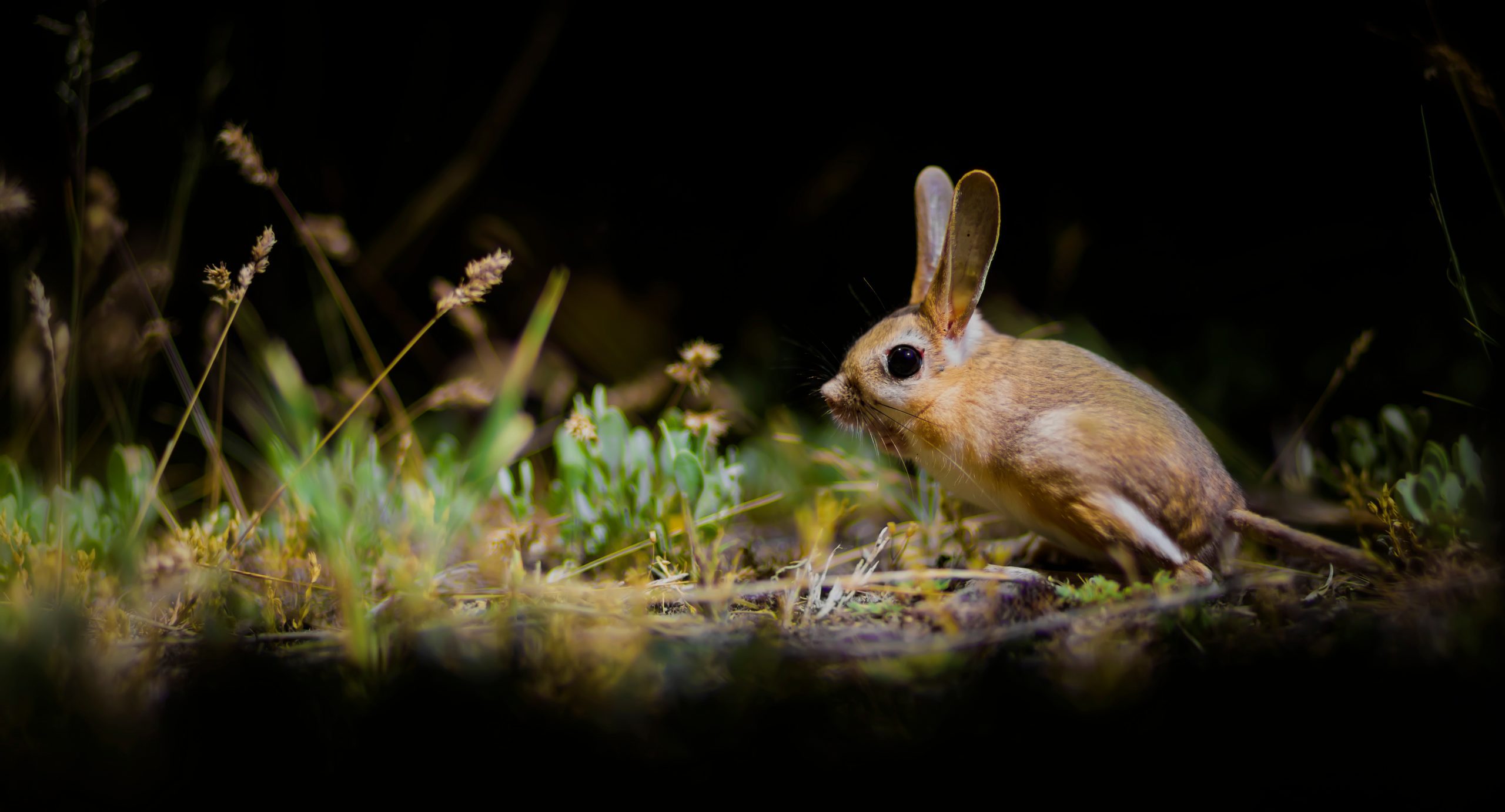 Care este animalul cu cele mai mari urechi în raport cu mărimea corpului