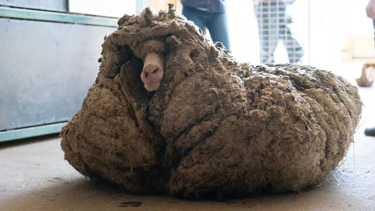 Baarack, berbecul merinos acoperit de 35 de kilograme de lână