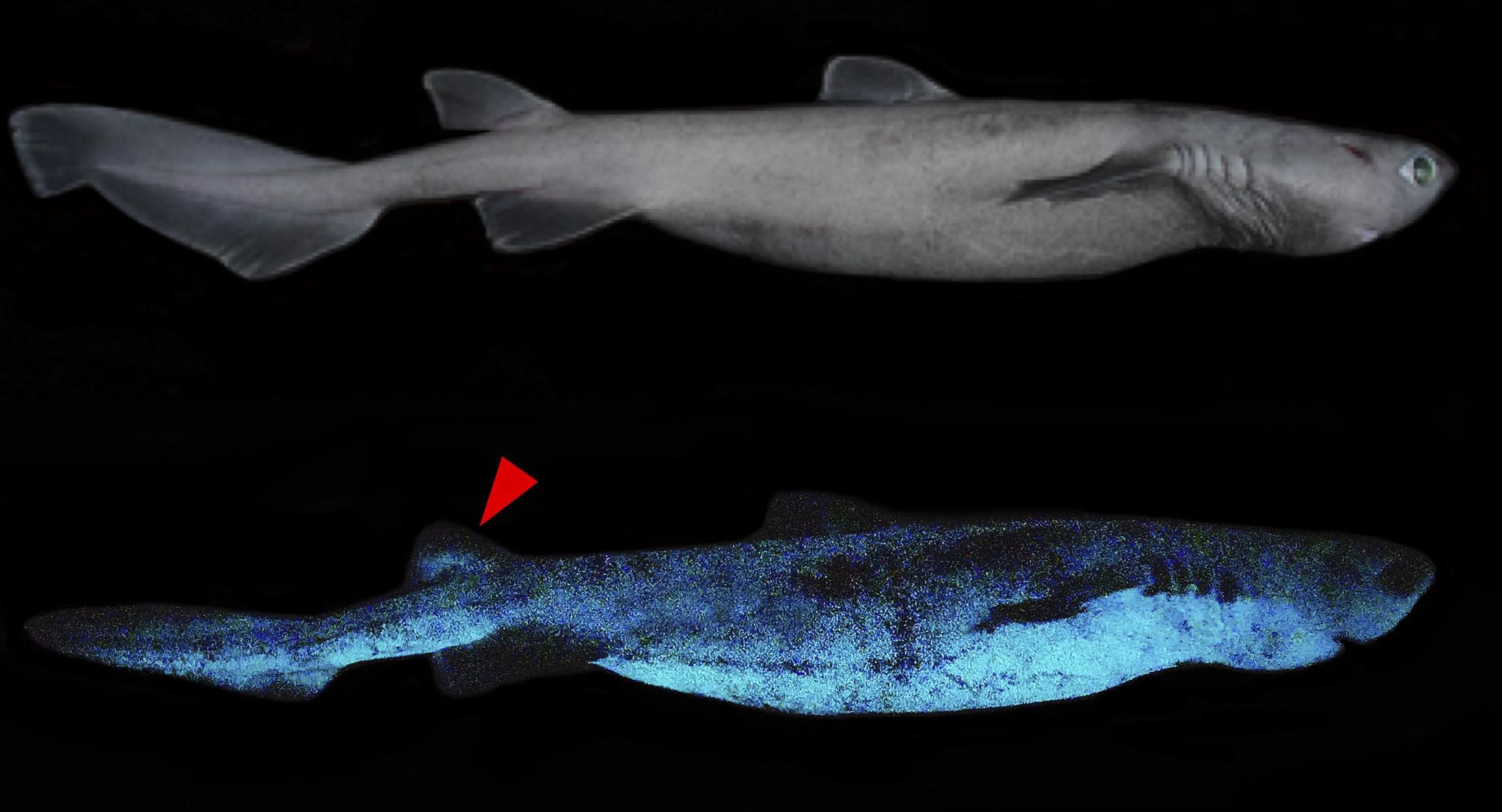 Cercetătorii au descoperit că trei specii de rechin din Noua Zeelandă ...