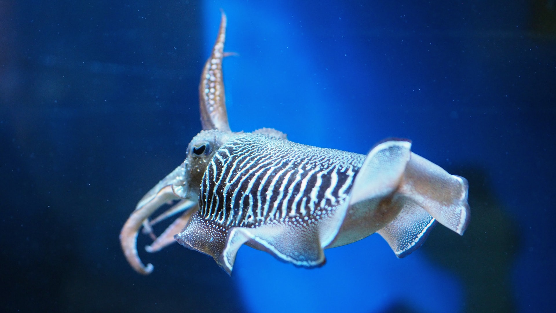 Sepiile dețin abilitatea de a exercita autocontrol. Cum ar fi evoluat ...