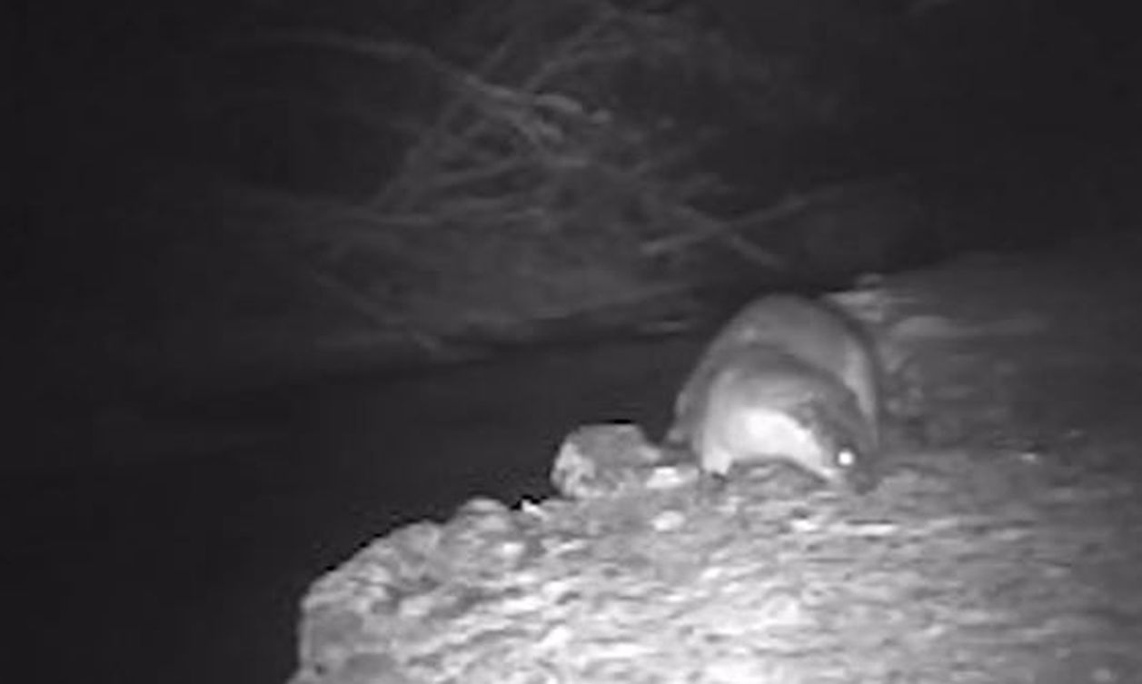 Vidră jucăușă filmată pe malul unui râu de munte din Parcul Național ...