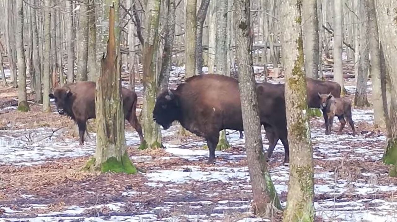 O turmă de zimbri cu un pui, filmată în pădurile din Neamț