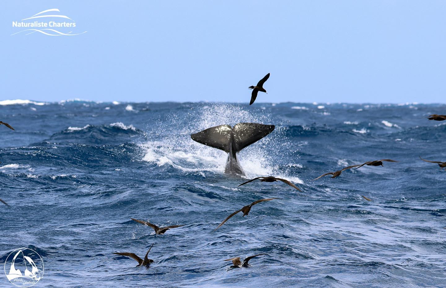 Lupta feroce dintre o balenă albastră și 70 de orci a lăsat un grup de ...