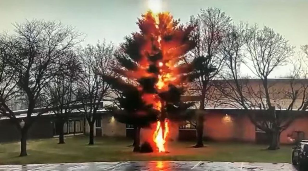 Imagini incredibile arată momentul în care un copac este complet ...
