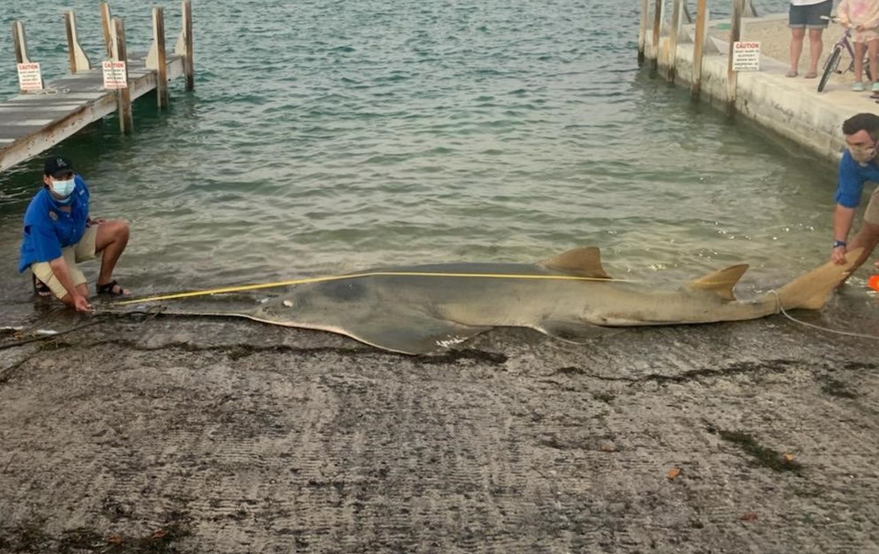Cel mai mare pește ferăstrău documentat vreodată, descoperit eșuat pe o ...