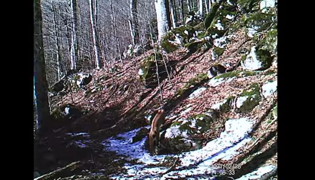 Imagini rare cu un râs, surprinse într-o pădure din Parcul Național ...