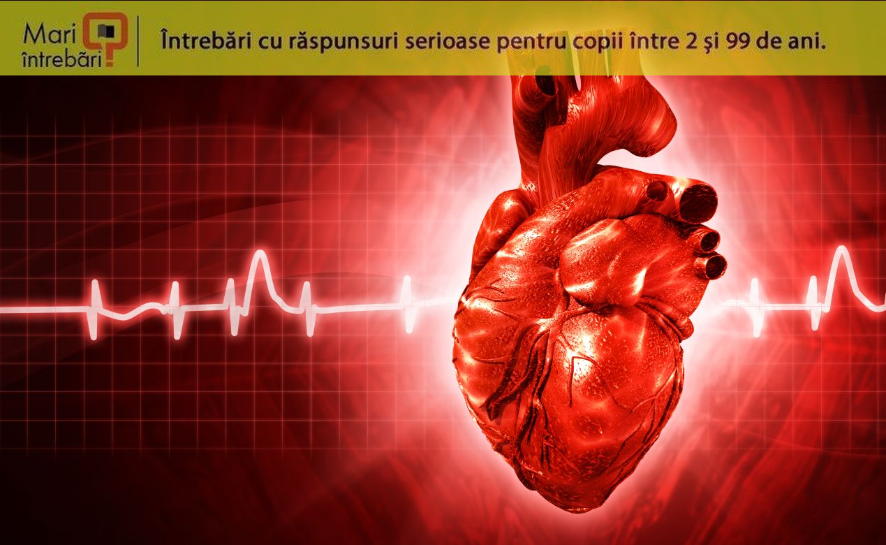 Ar putea fi atacurile de cord posibile și în cazul altor animale?