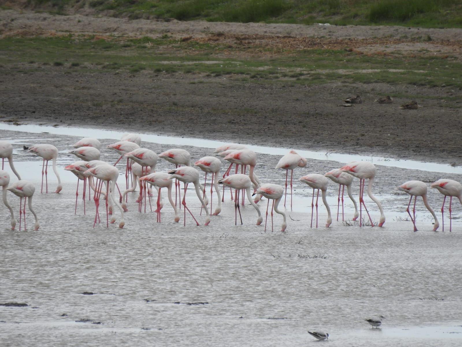Imagini rare în Delta Dunării. Peste 100 de păsări flamingo au fost ...