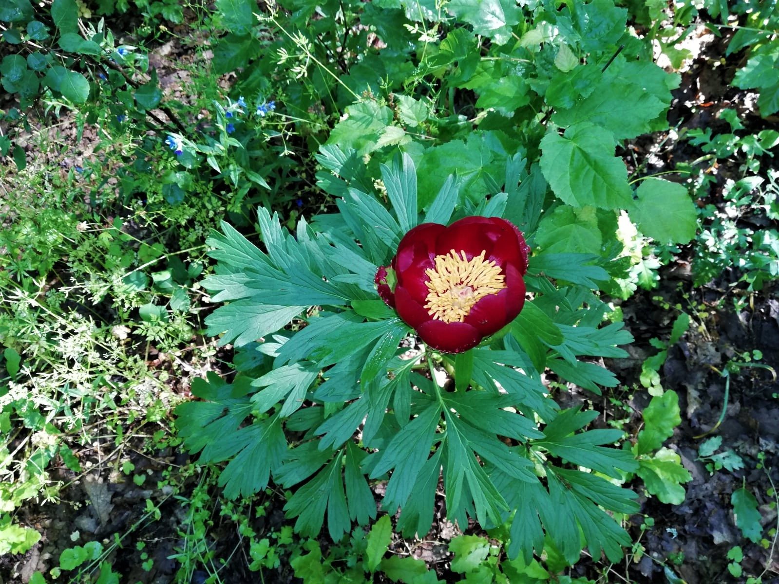 O floare rară și protejată a înflorit în România. Singurul loc în care ...