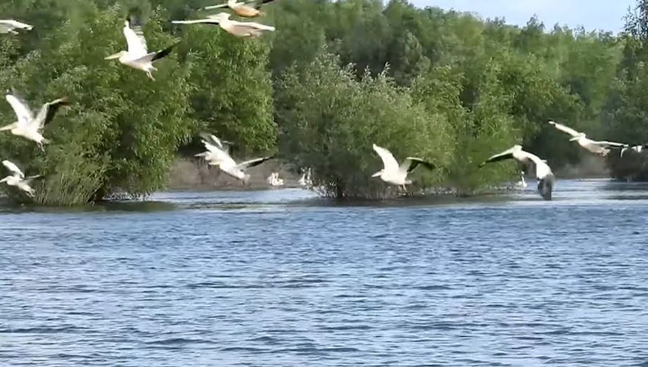 Imagini spectaculoase. Pelicanii s-au întors în Parcul Natural Balta ...
