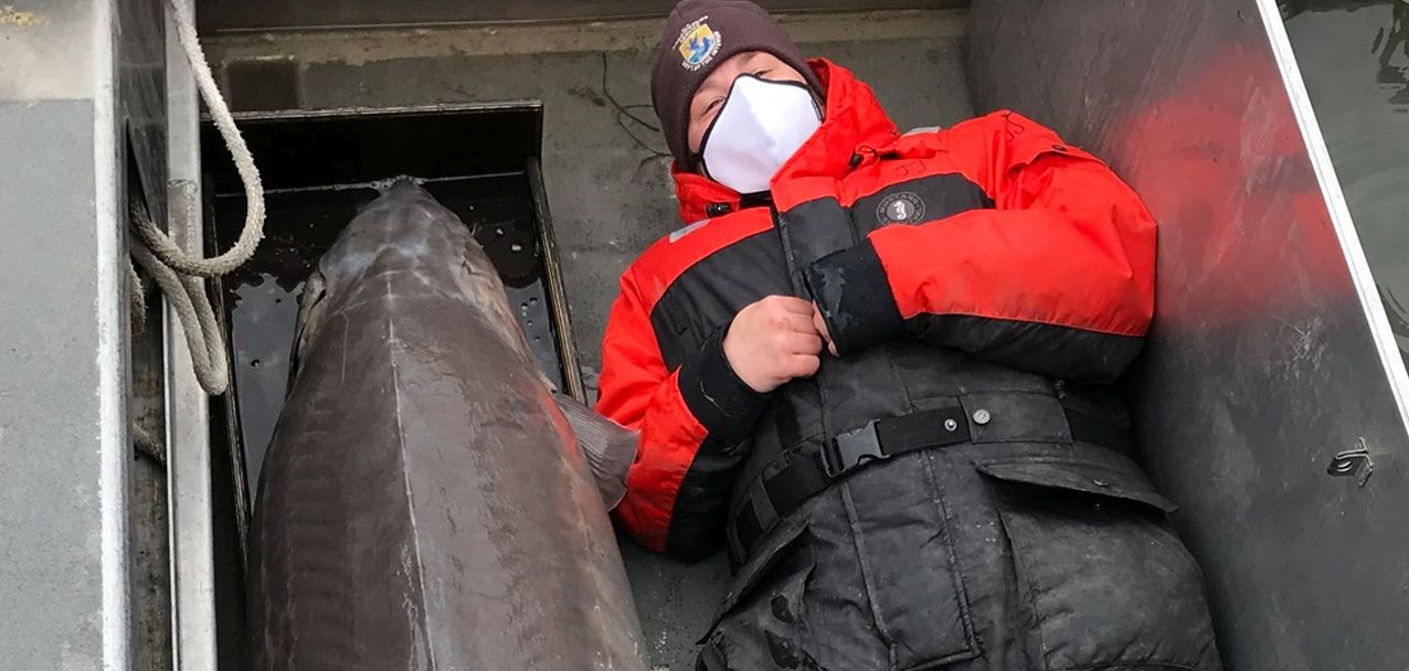 „Monstrul de pe râu”. Un sturion de peste 100 de ani a fost prins