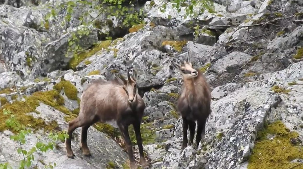 O nouă generație de capre negre a apărut în Parcul Național Retezat