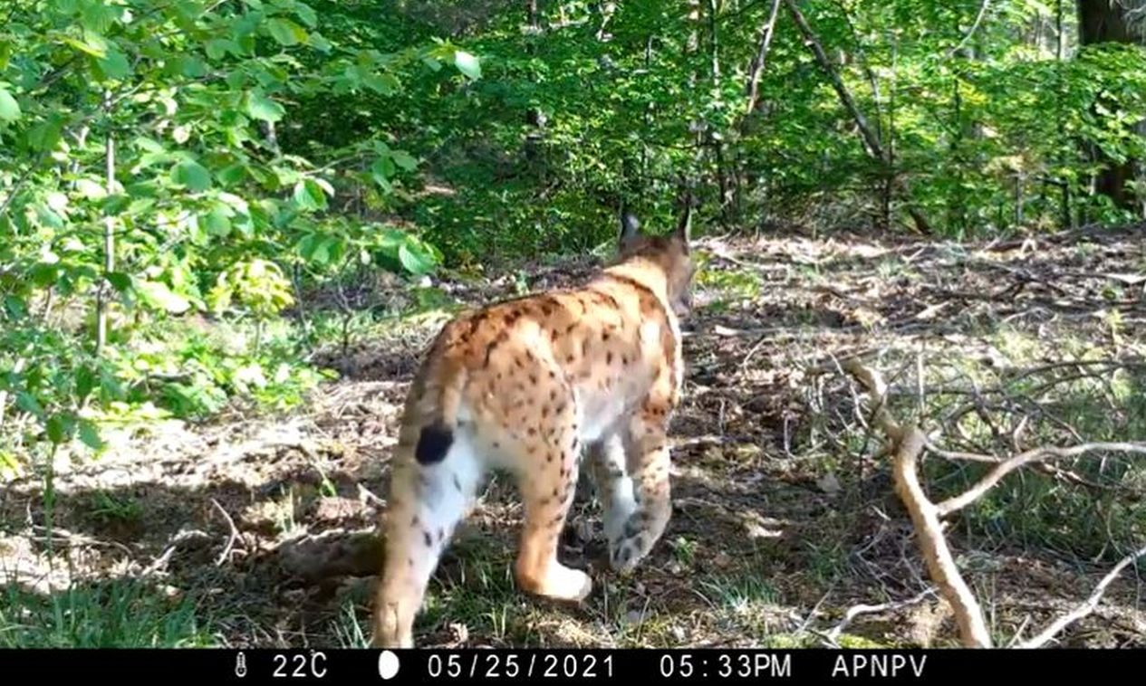 Imagini superbe cu un râs. Felina a fost surprinsă într-o pădure din ...