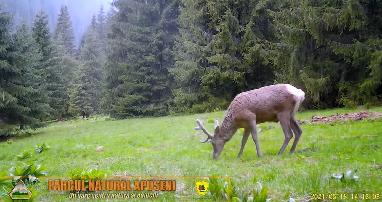 Imagini inedite cu cerbi și ciute surprinse într-o pădure din Parcul ...