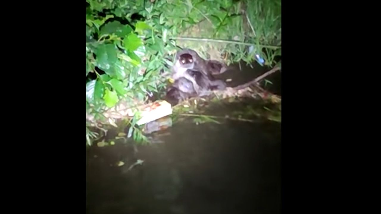 O vidră cu pui, filmată pe un râu din Parcul Național Domogled - Valea ...