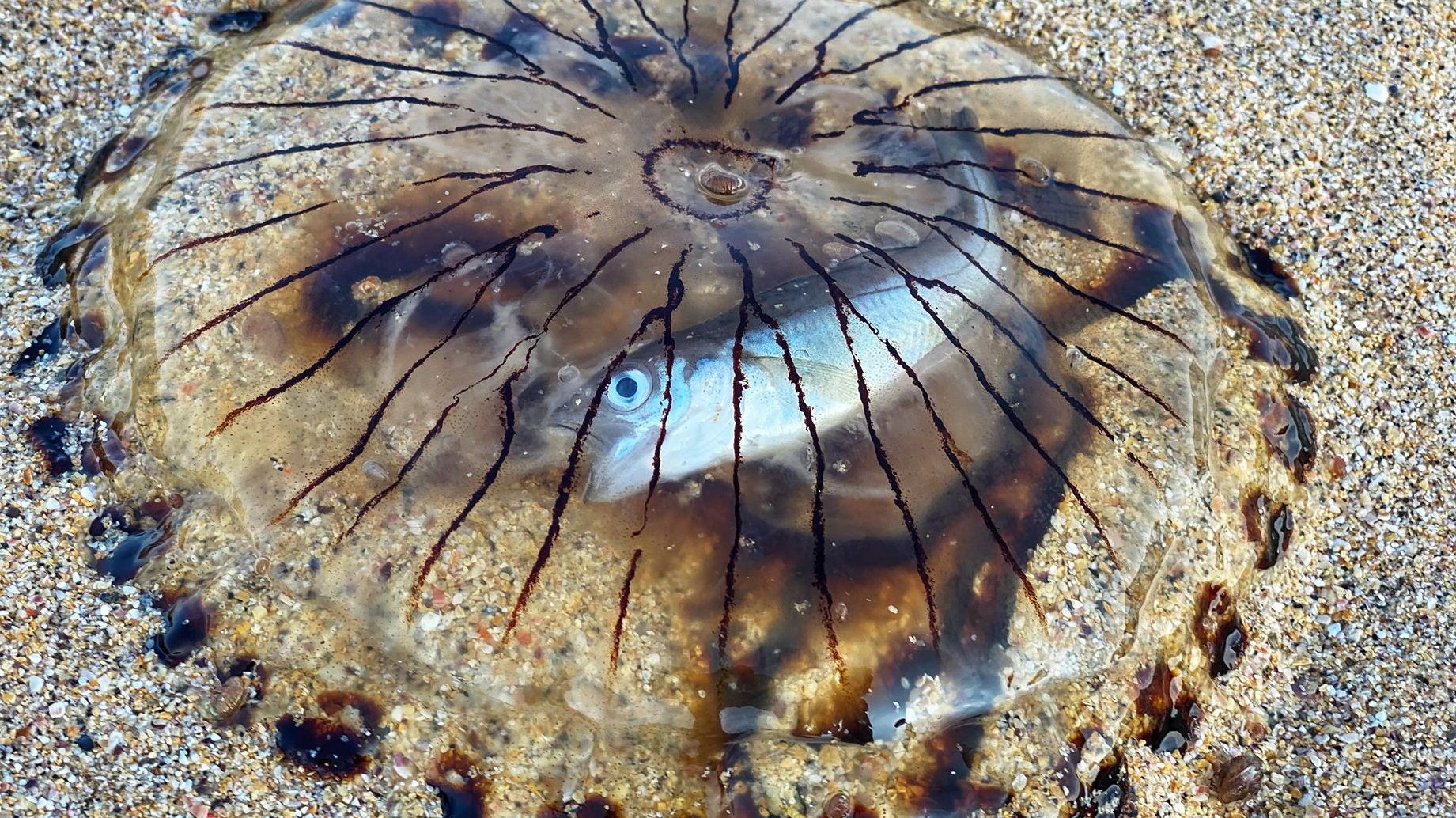 Descoperire neașteptată pe o plajă britanică. O meduză a eșuat cu ...