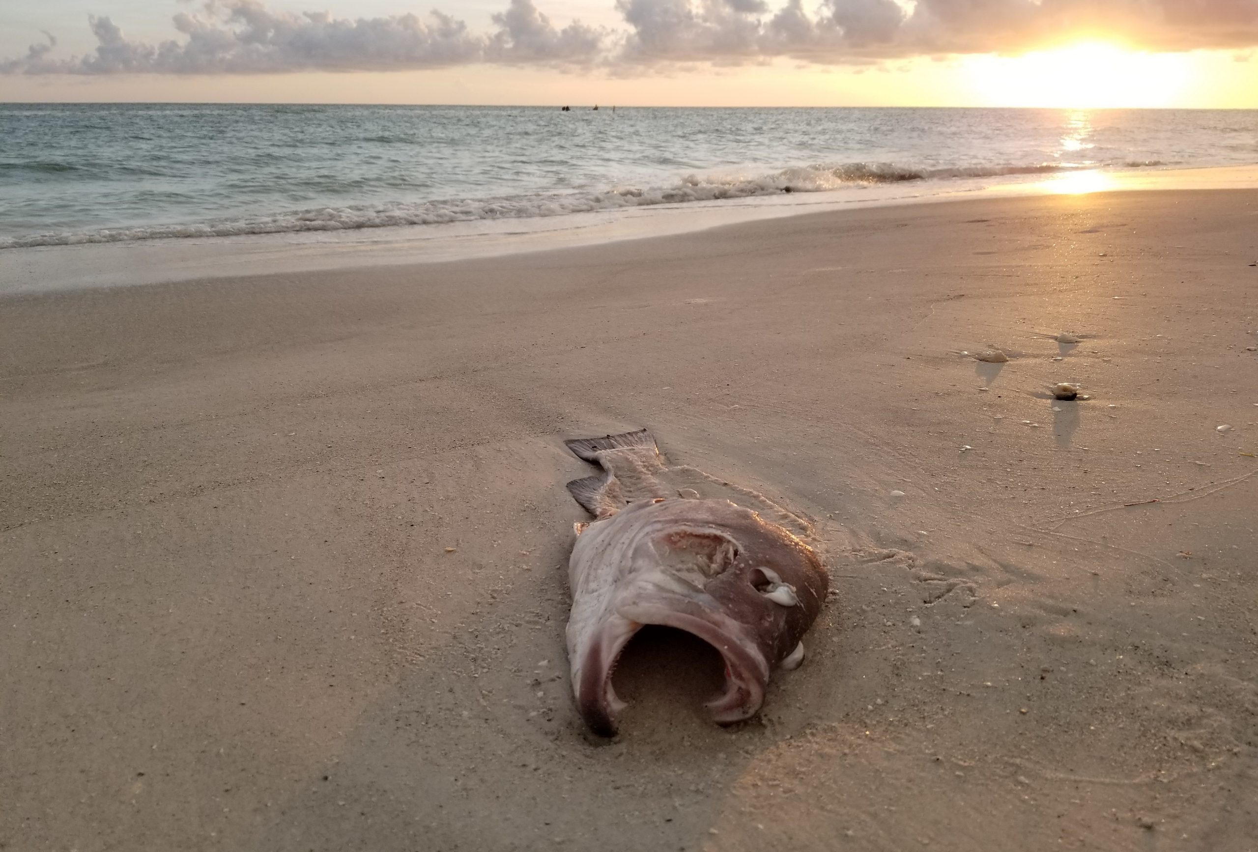 Oceanul pierde oxigen de cinci decenii, iar tot mai multe „zone moarte ...